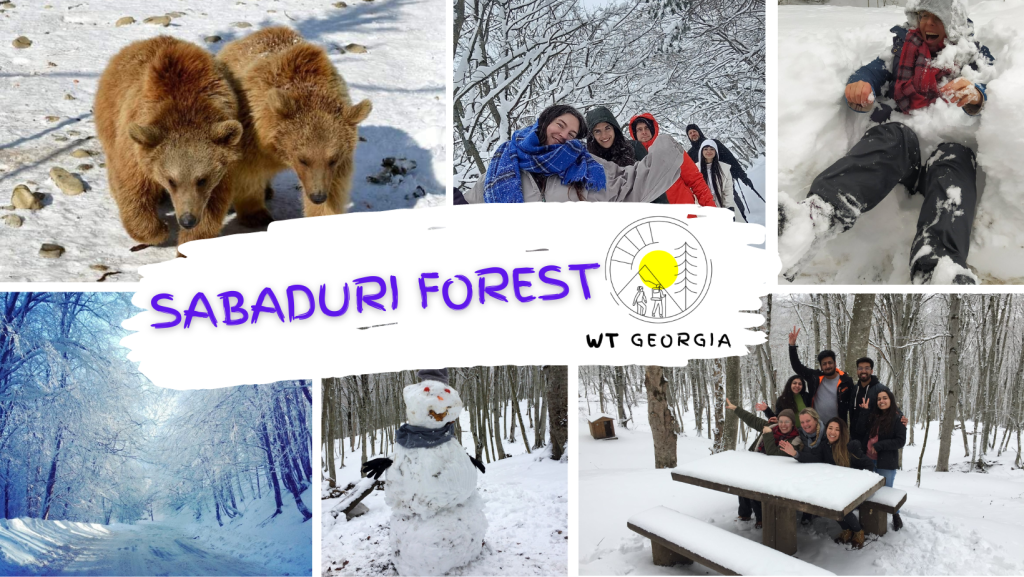 Sabaduri frozen forest Winter day tour – 17 Jan 2026 - WT Georgia
